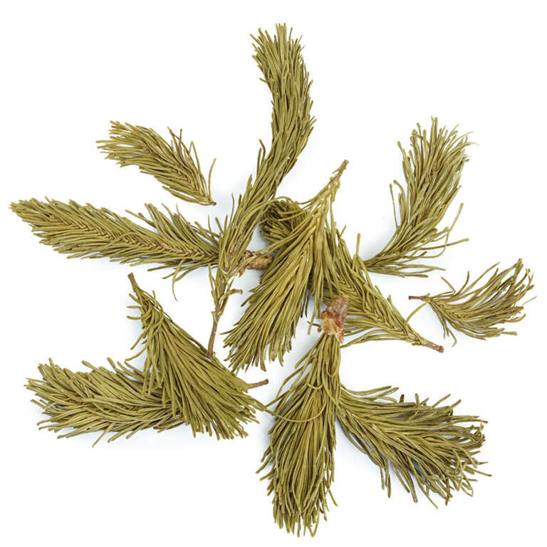 Balsam Fir Tips - Buy online | Spice Trekkers